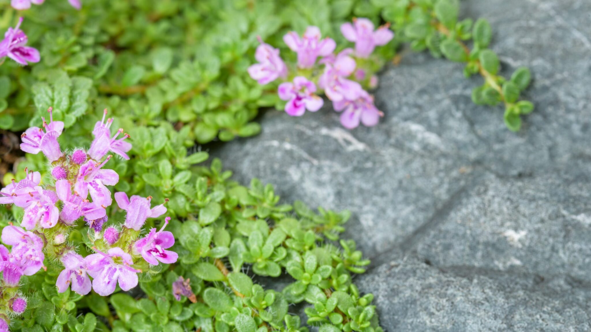 Explore Paver Border and Edging Options From Belgard | Belgard