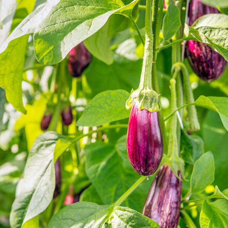 Pretty Bites: Edible Gardens - Belgard