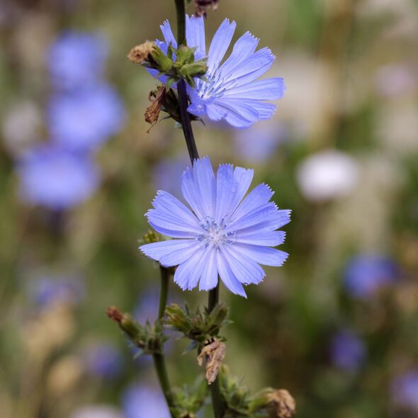 Pretty Bites: Edible Gardens - Belgard